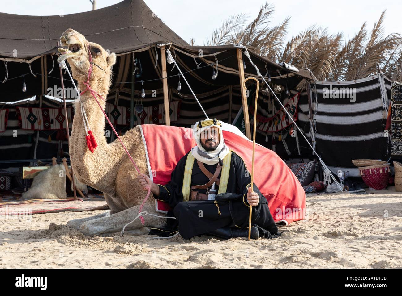 Bedouin man with his falcon and camel resting in front of his tent ...