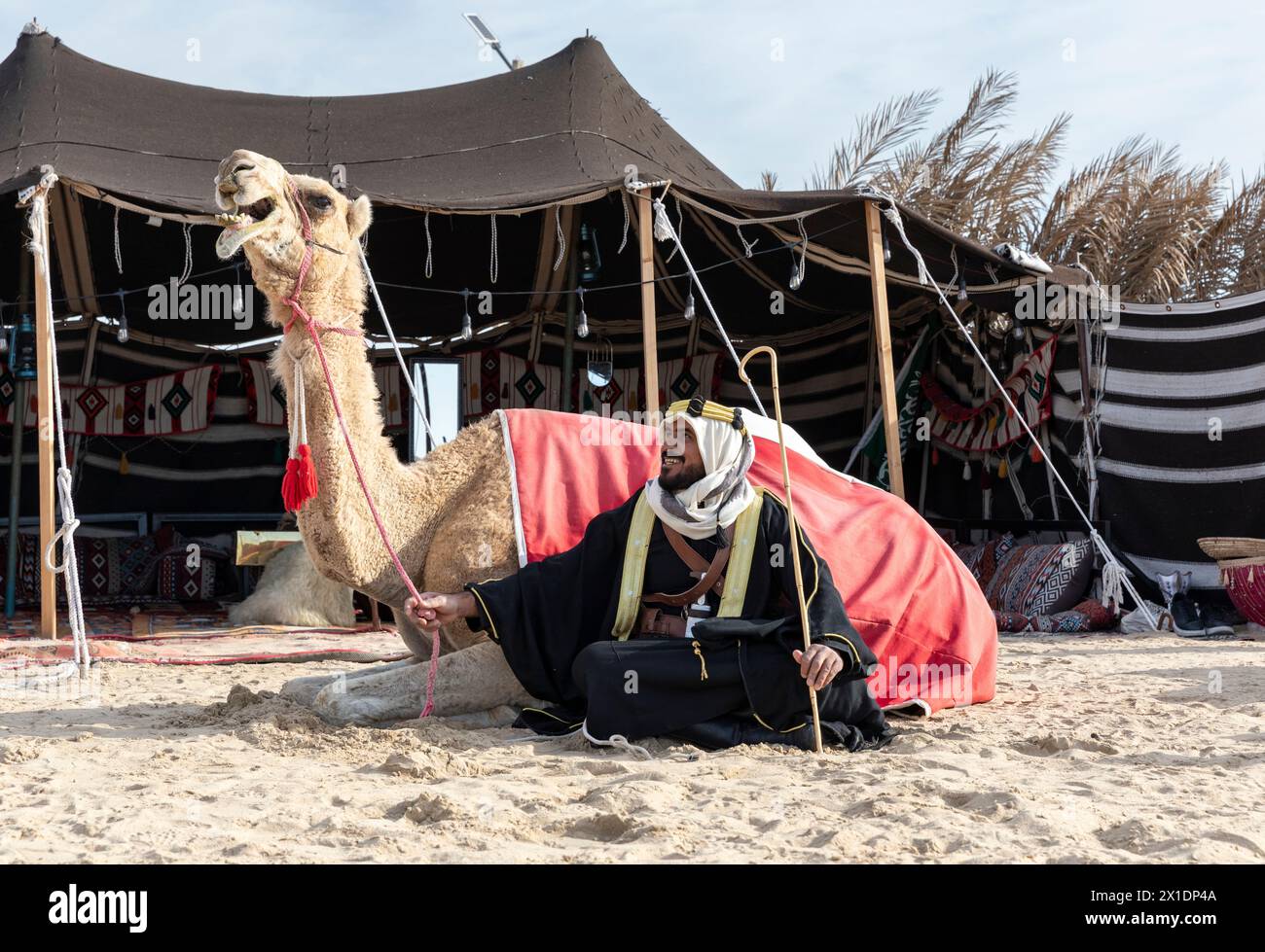 Bedouin man with his falcon and camel resting in front of his tent ...