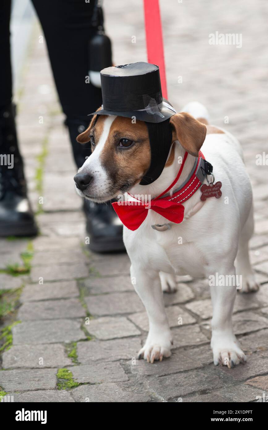 Dog in a Top Hat and Bow Tie Costume Stock Photo - Alamy