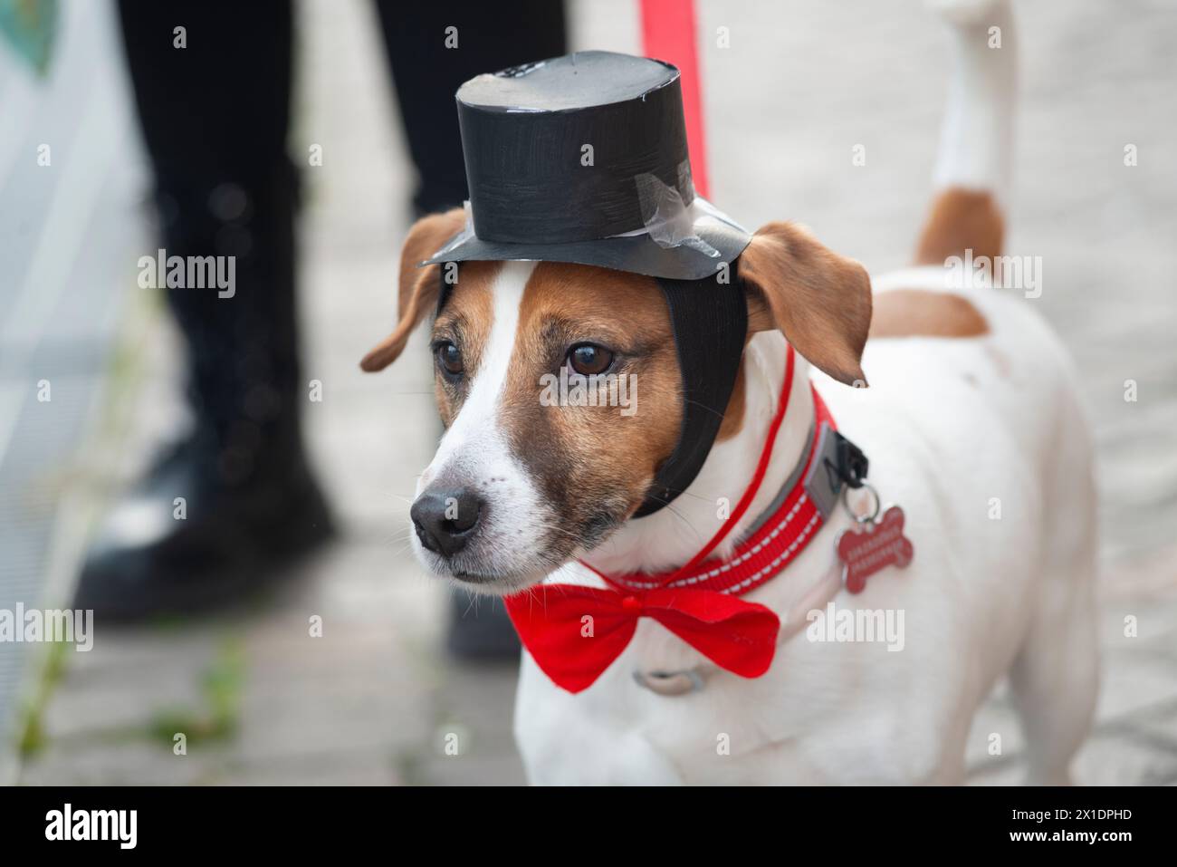 Dog in a Top Hat and Bow Tie Costume Stock Photo - Alamy