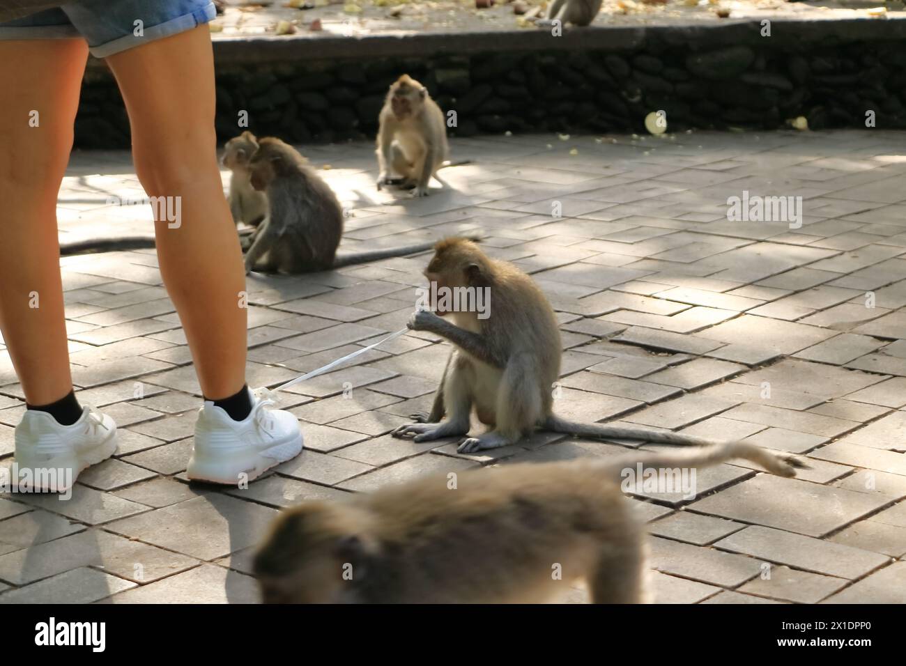 Ubud, Bali in Indonesia - January 30 2024: Tourists are taking picture ...
