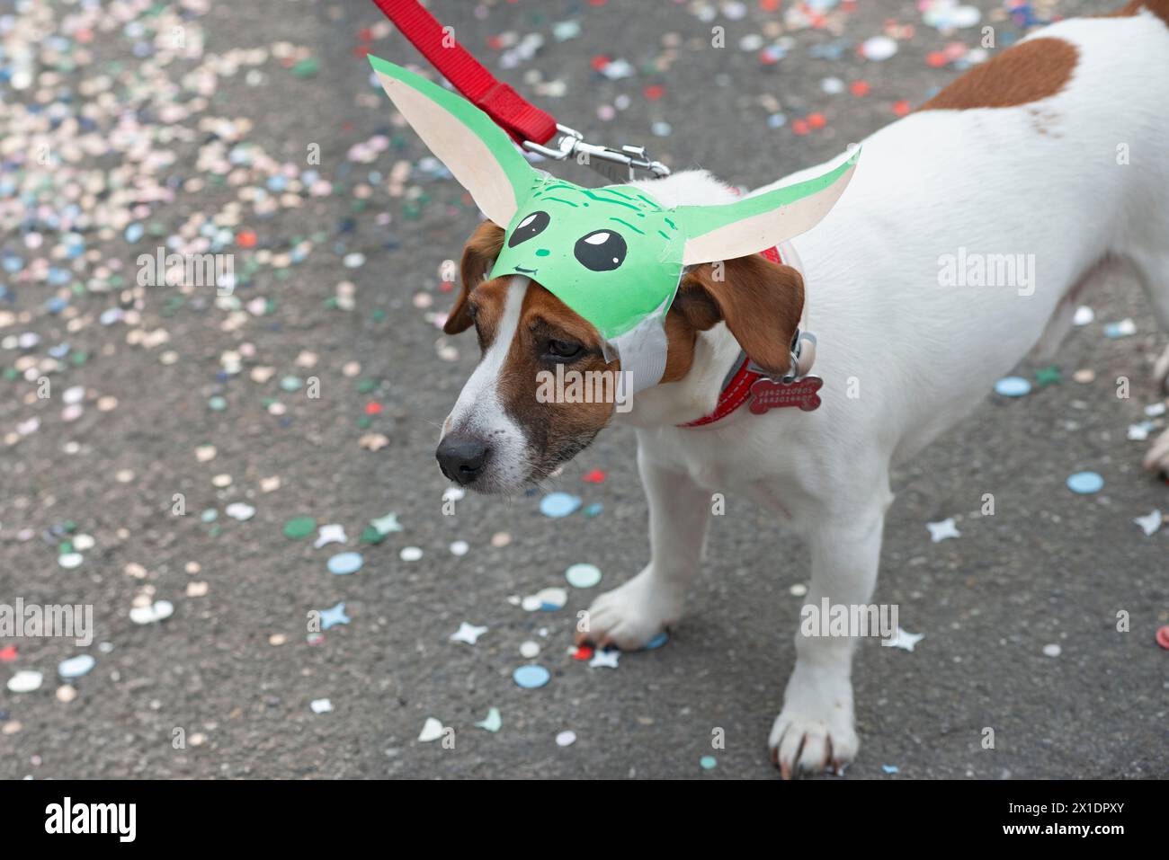 Dog in a Yoda Costume Stock Photo - Alamy