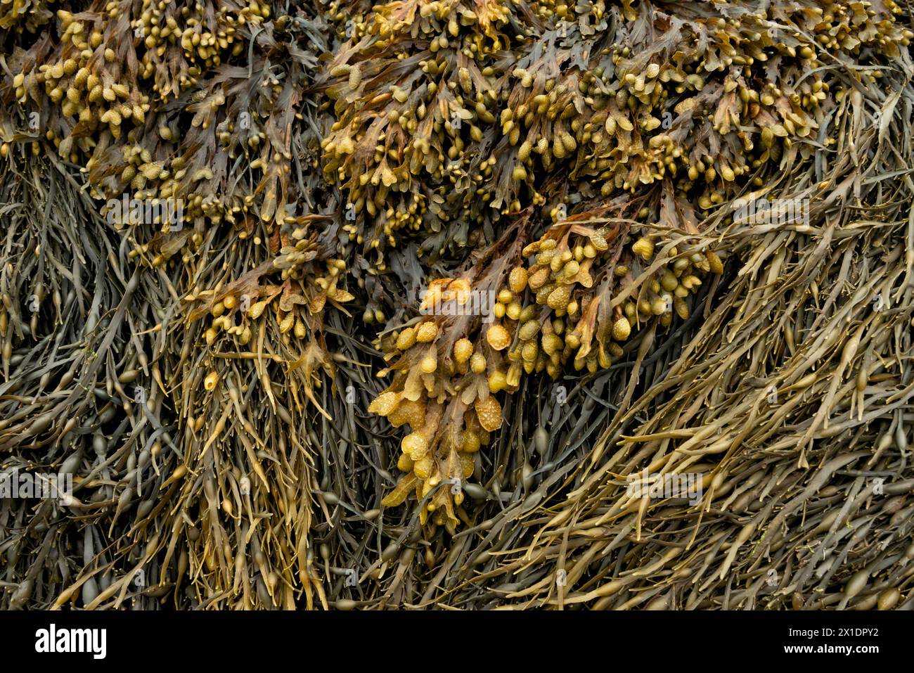 Bladder wrack seaweed Stock Photo - Alamy
