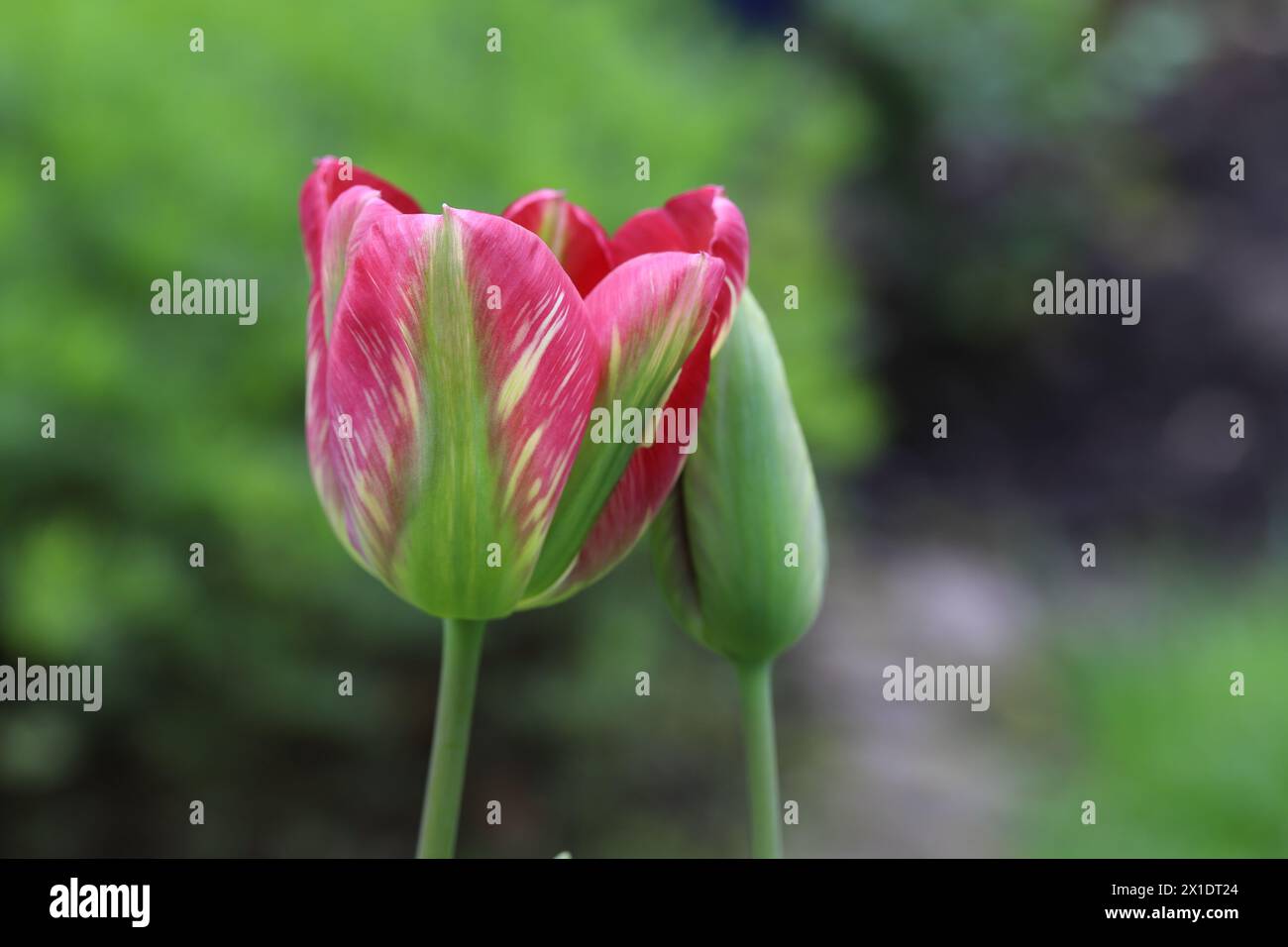 close-up of a beautiful fully bloomed viridiflora tulip and a still ...