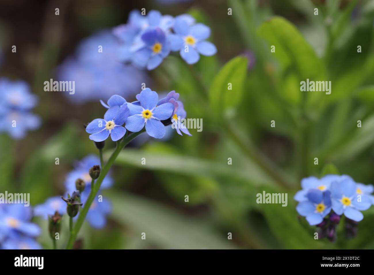 photograph of pretty blue forget-me-not flowers in a garden bed Stock ...