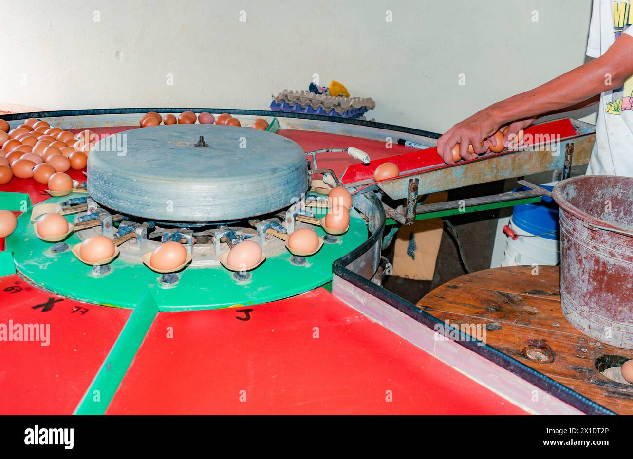 WORKERS PLACE EGGS INTO AUTOMATIC SEPARATING MACHINE ON A PEASANT FARM Stock Photo - Alamy