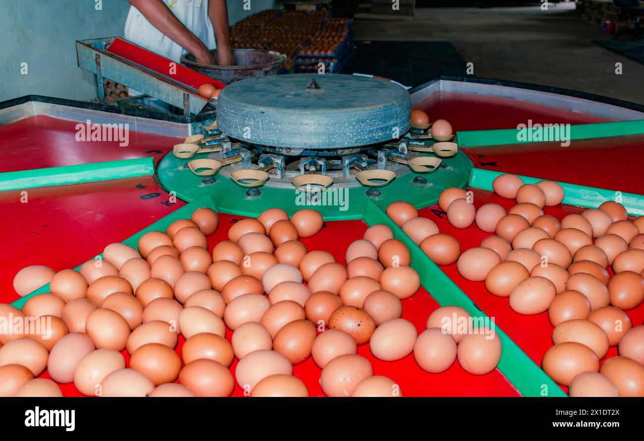 WORKERS PLACE EGGS INTO AUTOMATIC SEPARATING MACHINE ON A PEASANT FARM Stock Photo - Alamy