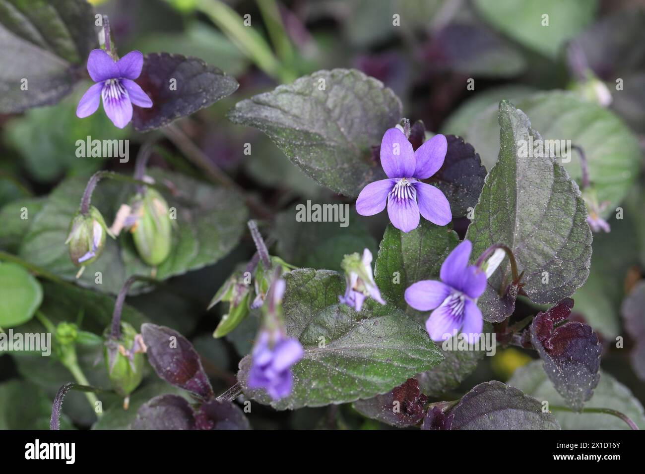 Pretty little hi-res stock photography and images - Alamy