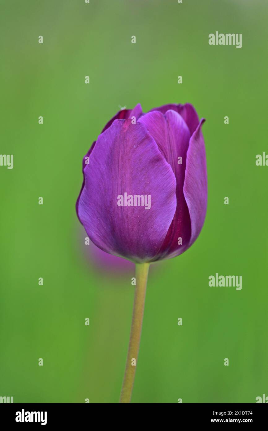 Single purple tulip with green background, vertical Stock Photo - Alamy