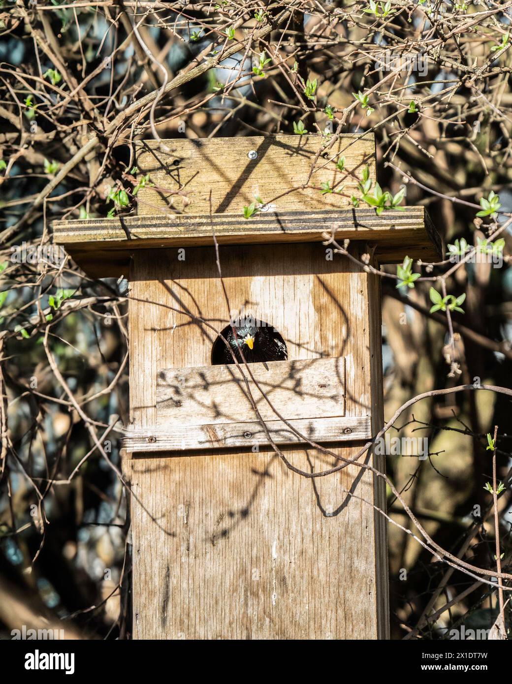 Cozy starling abode in spring. A sturnus vulgaris peeks from a wooden ...