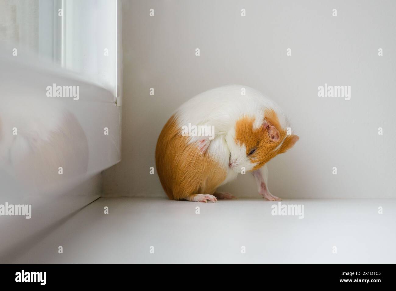 Mouse washing hi-res stock photography and images - Alamy