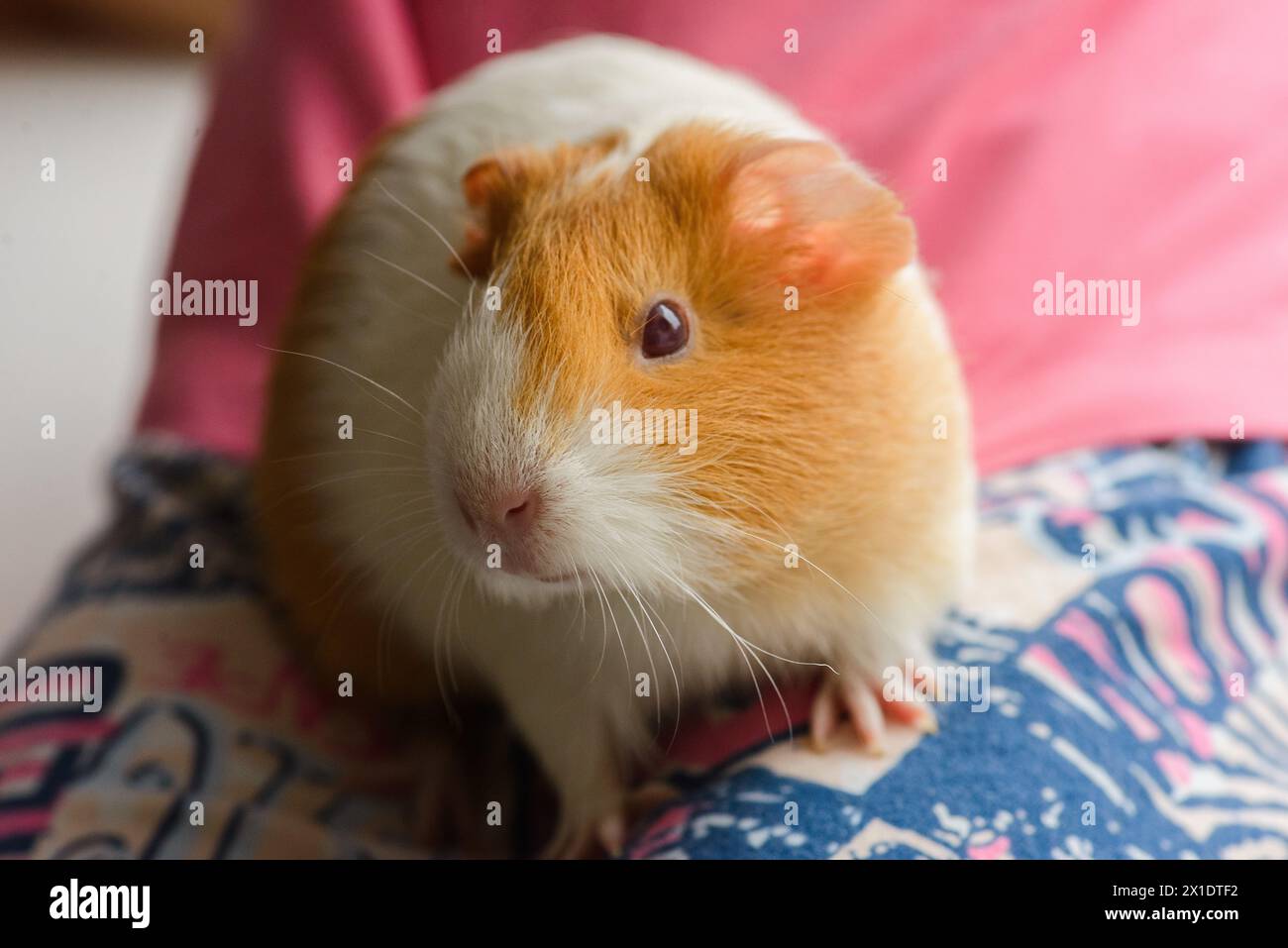 Pet hamster girls hi-res stock photography and images - Alamy