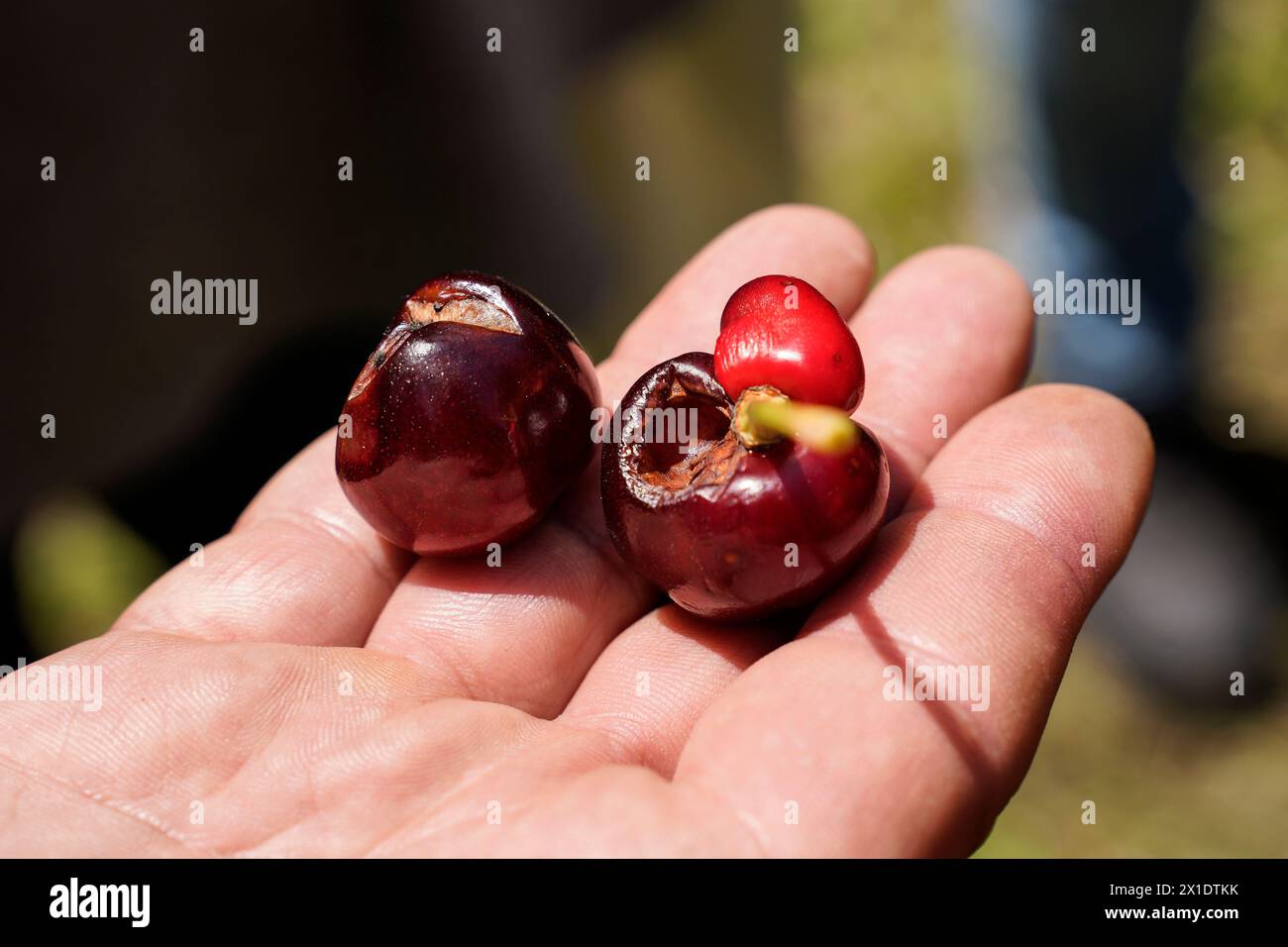Hand displays cherries partly eaten by birds (Sturnus) - An example of ...
