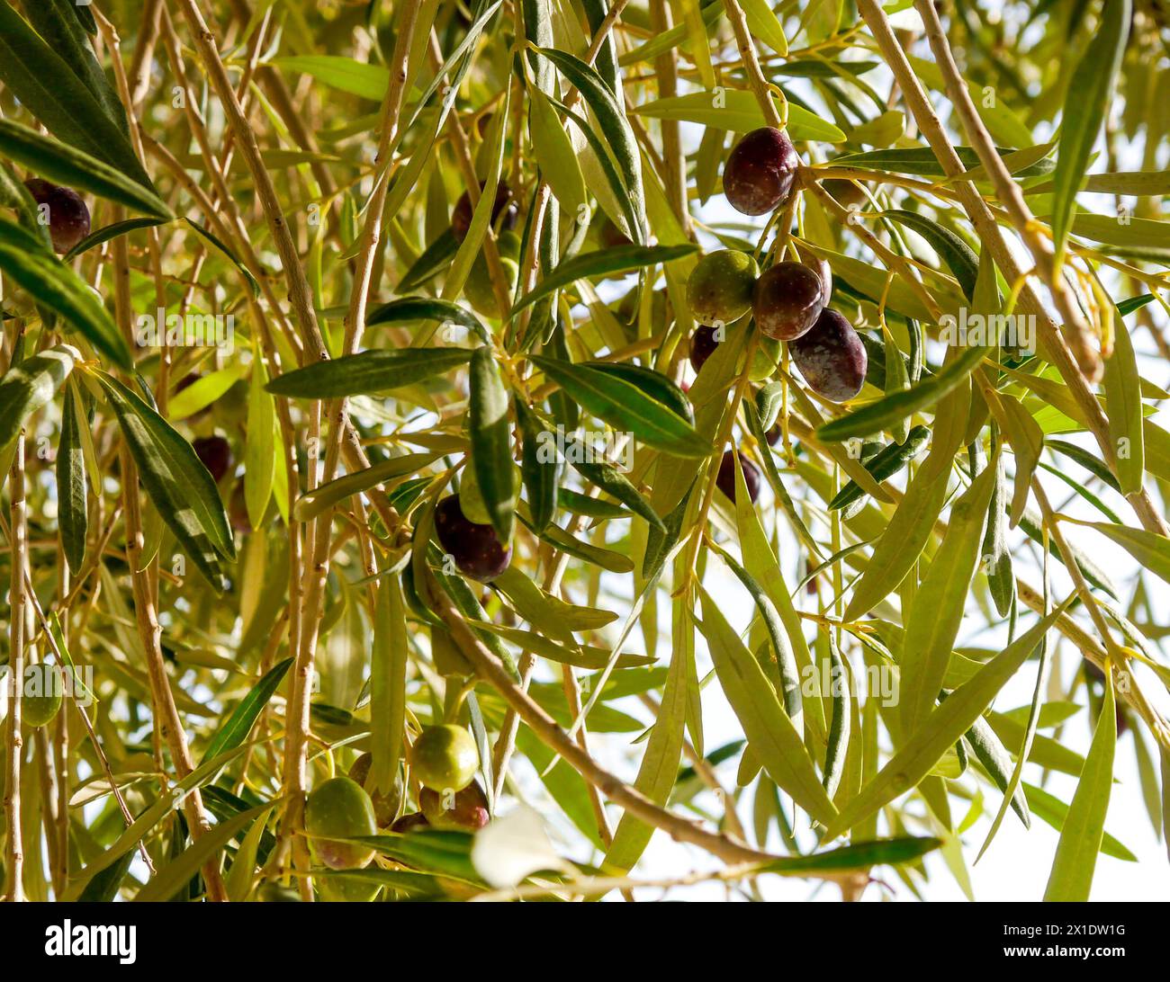 Olives growing on the branches of an Olive tree Stock Photo - Alamy