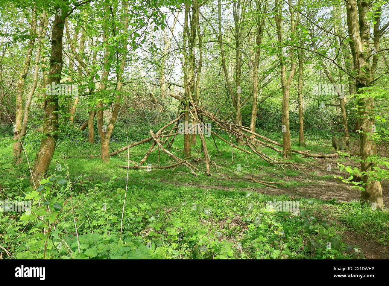 A strange arrangement of tree branches in the Kentish woodlands Stock ...