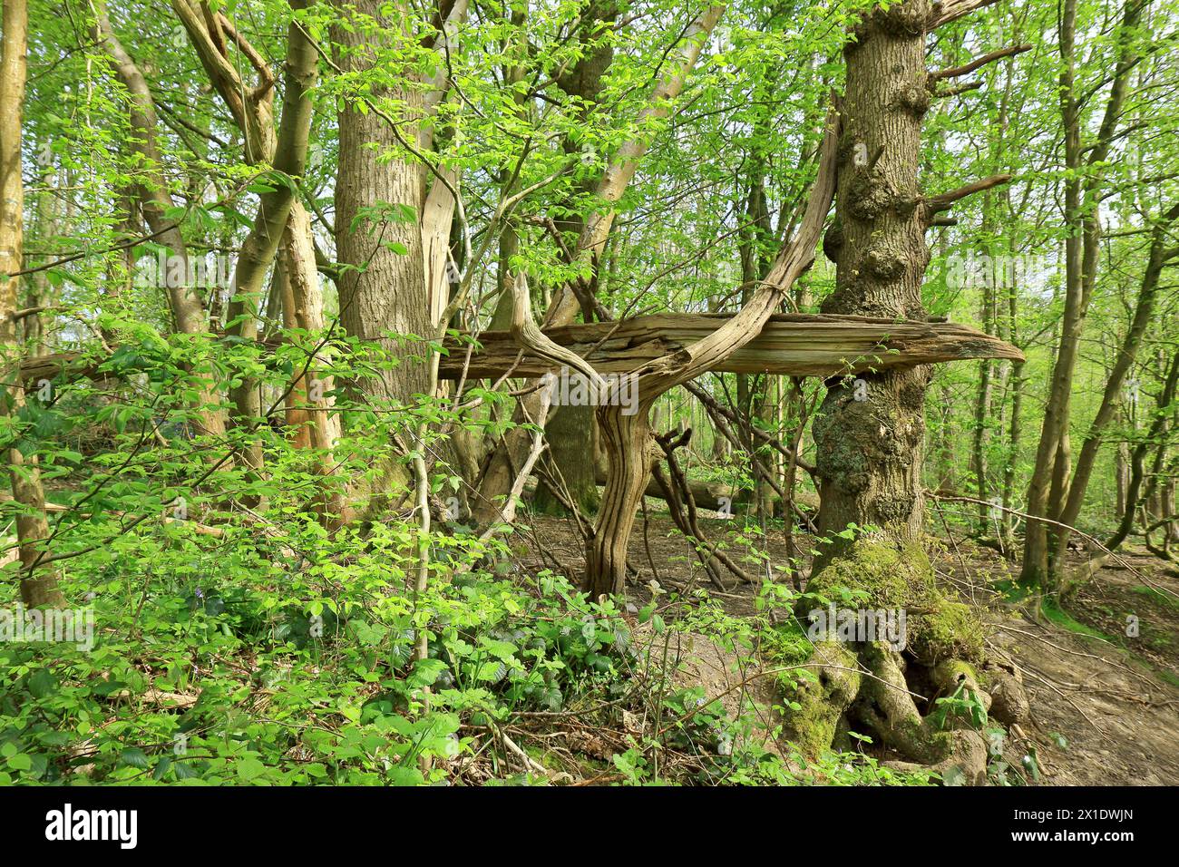 A wooden frame formed from old twisted tree branches in Trosley ...