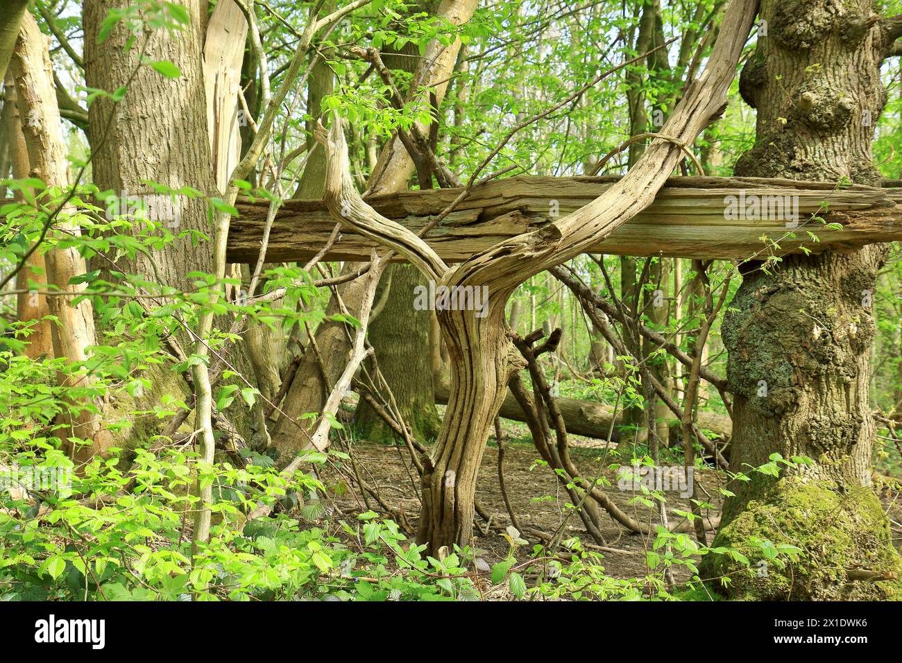 Twisted wooden frame in Trosley country park Stock Photo - Alamy