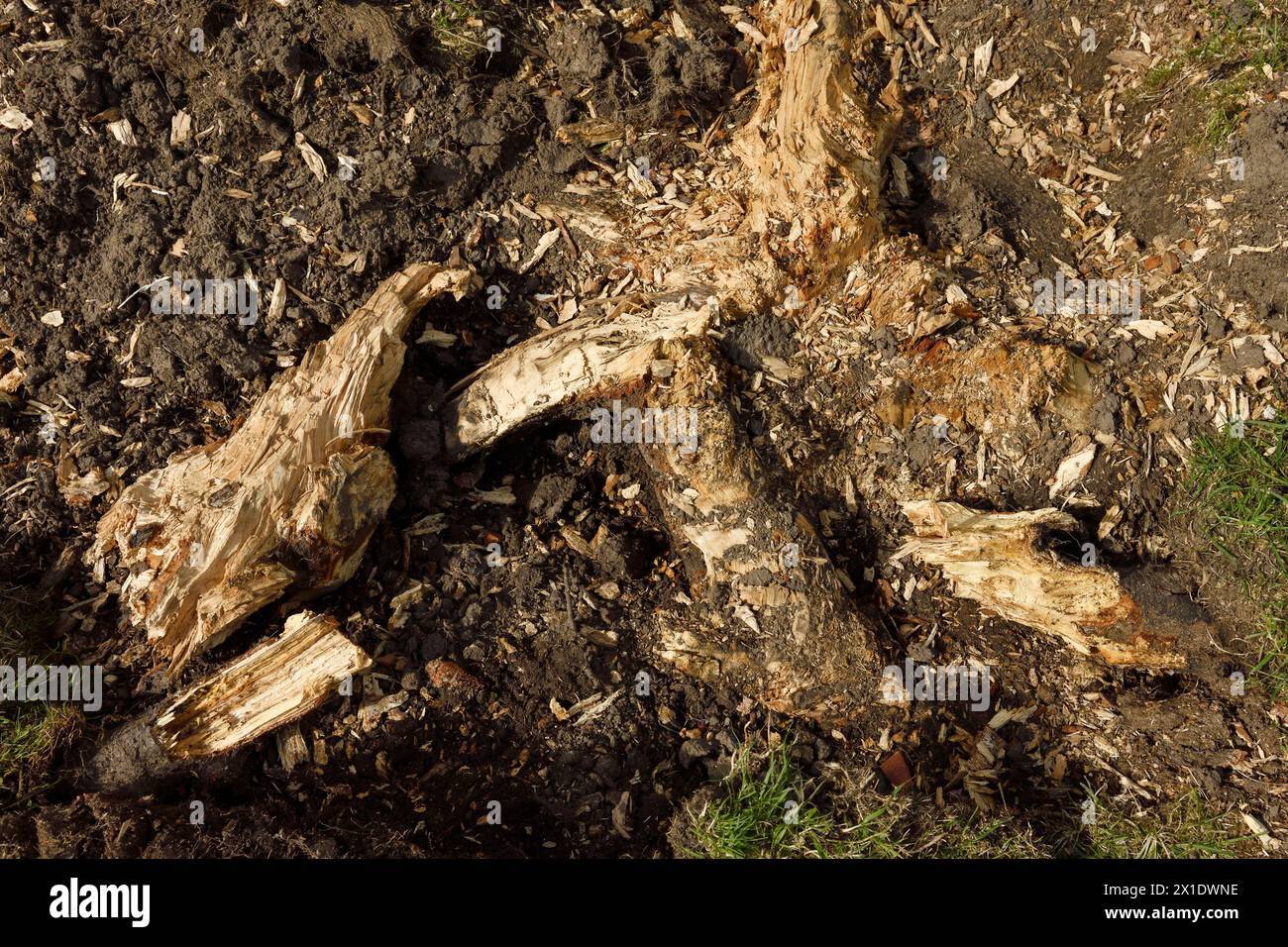 Dig out silver birch hi-res stock photography and images - Alamy