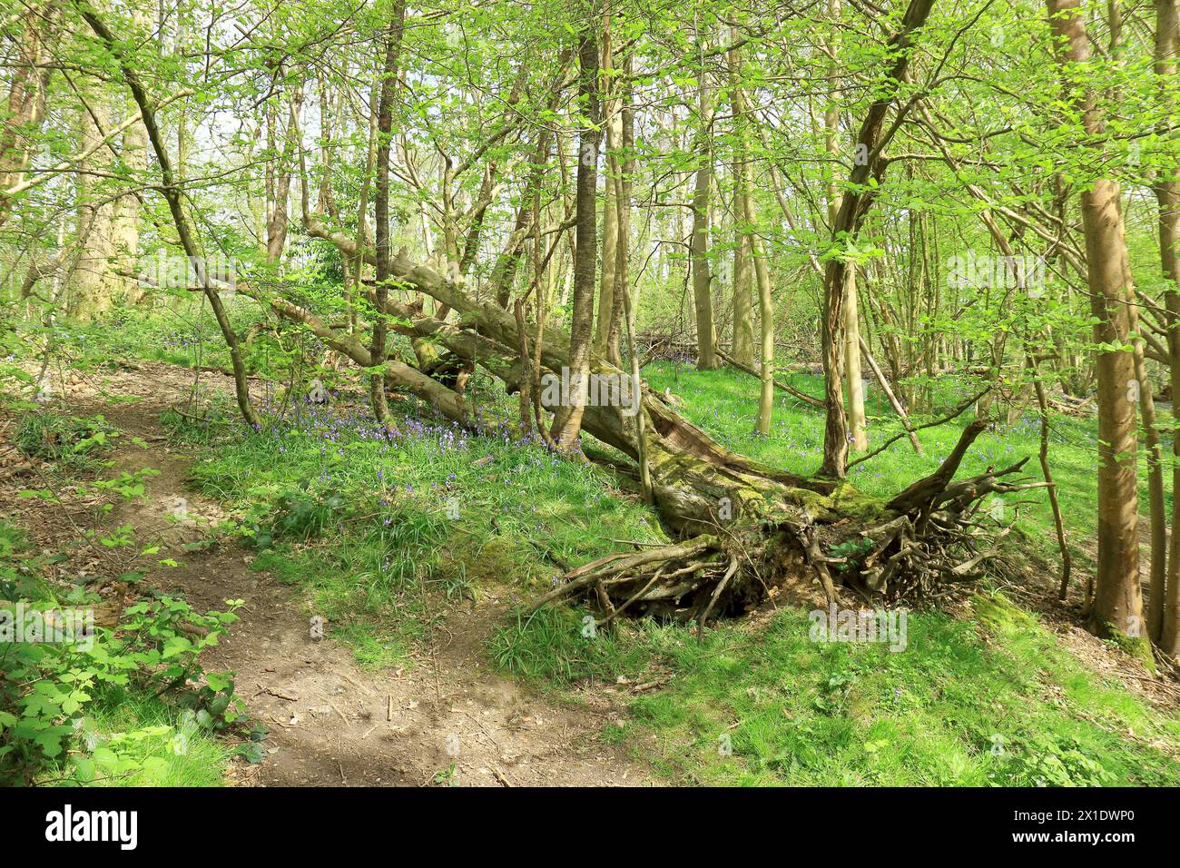 Fallen trees Grass and Bluebells in a woodland landscape Stock Photo ...