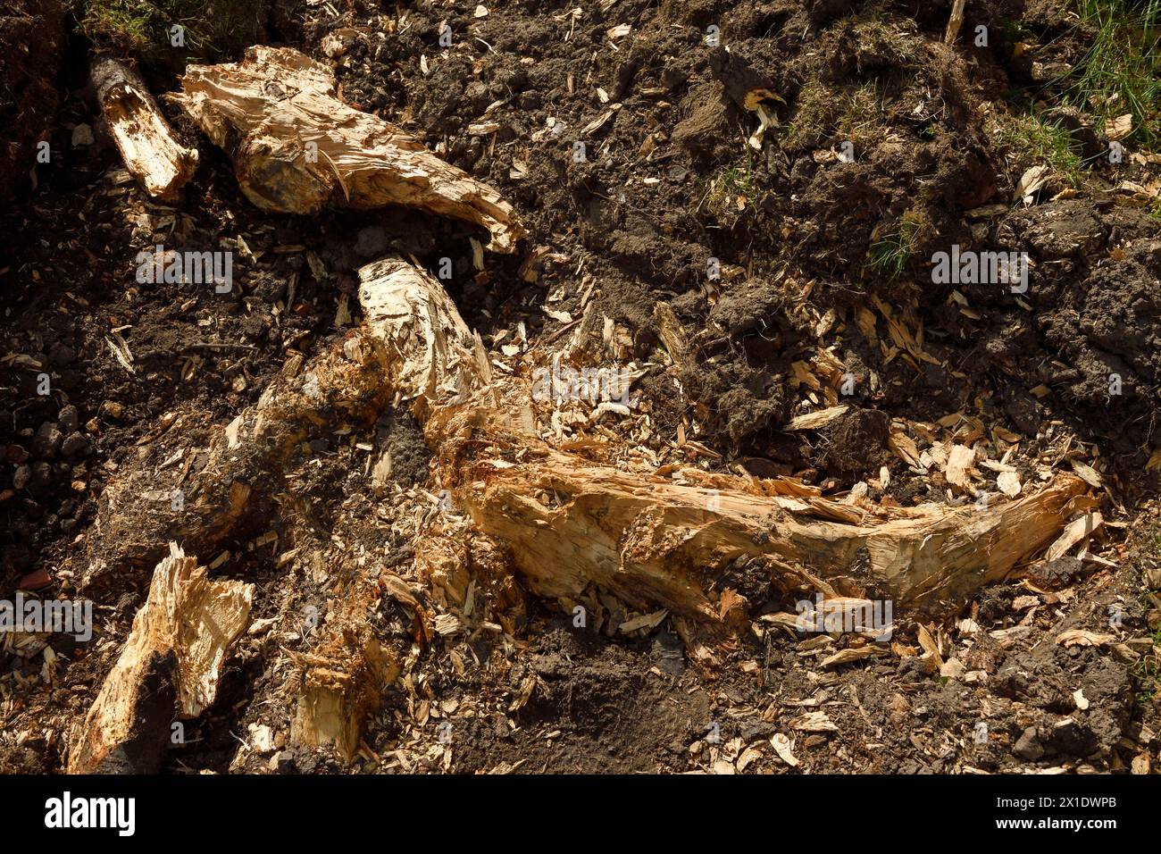 Digging out the roots of a Silver Birch tree stump Stock Photo - Alamy