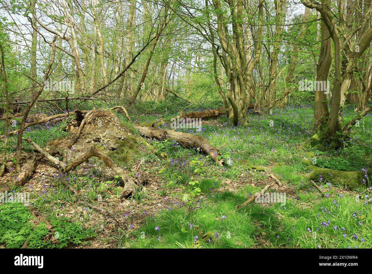 Bluebells and green grass surrounded by trees in Trosley country park ...