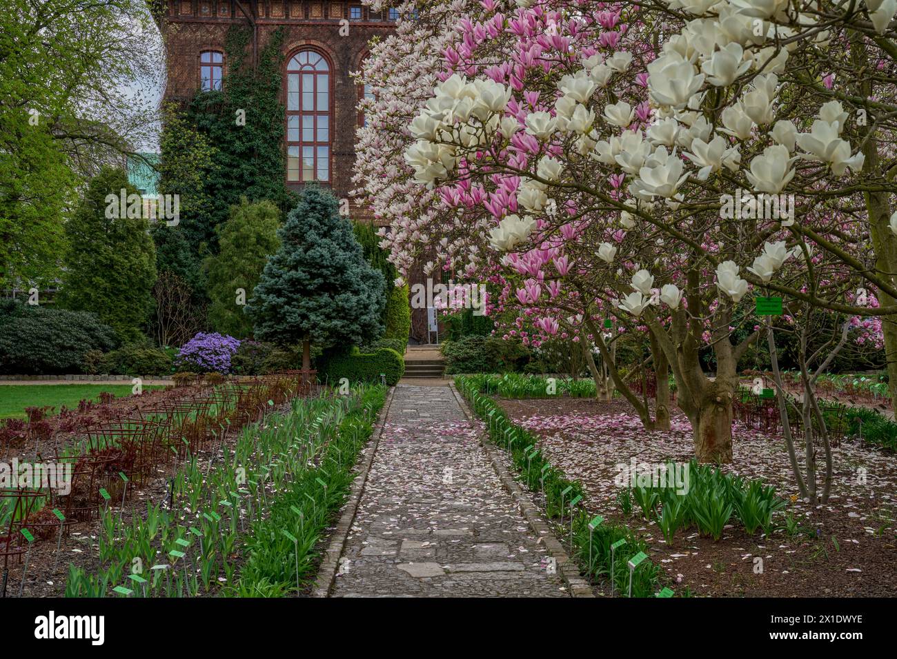 Botanical gardens in the spring Wroclaw Lower Silesia Poland blooming ...