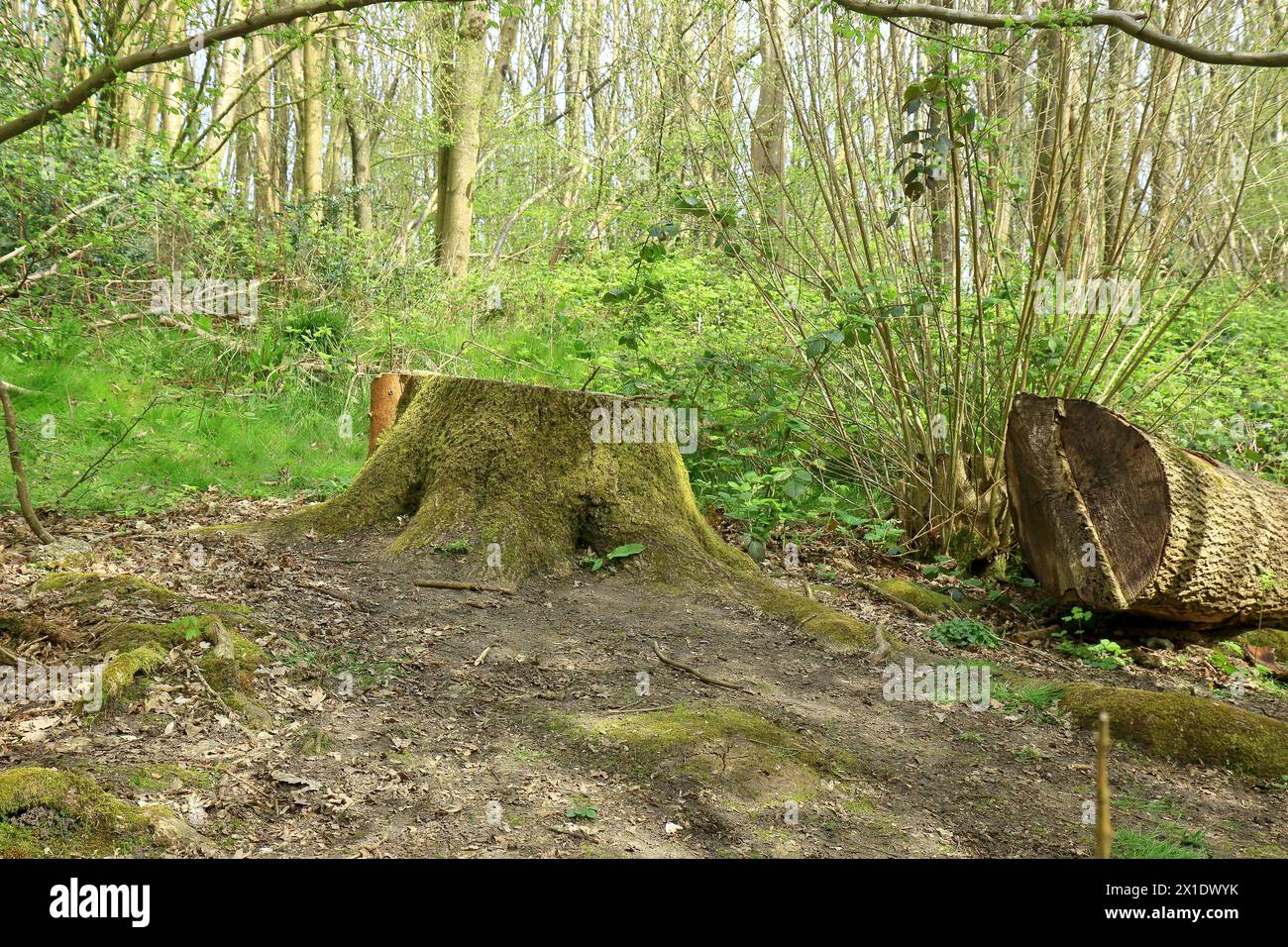 Tree trunk in a woodland scene Stock Photo - Alamy