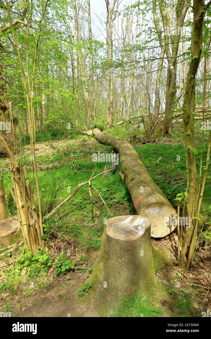 Cut down beech tree in hi-res stock photography and images - Alamy