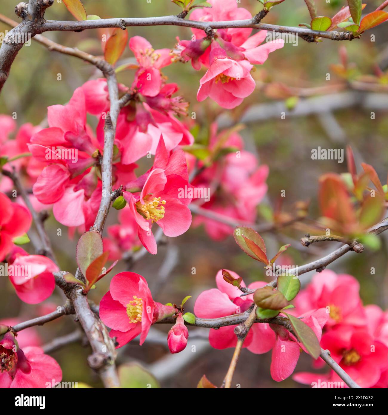 Chaenomeles japonica, called the Japanese quince or Maule's quince, is ...