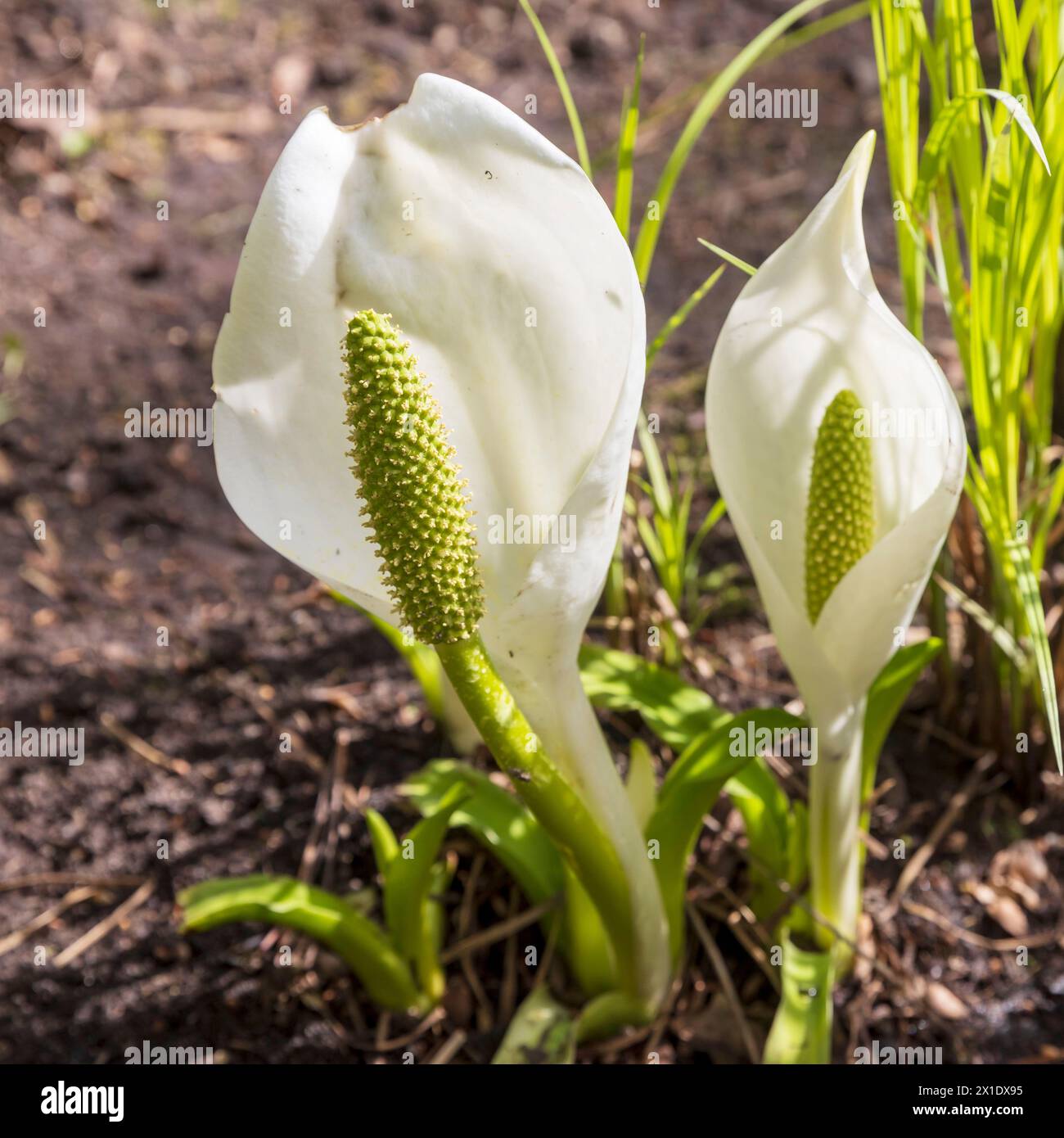 Lysichiton camtschatcensis, common name Asian skunk cabbage, white skunk cabbage Stock Photo - Alamy