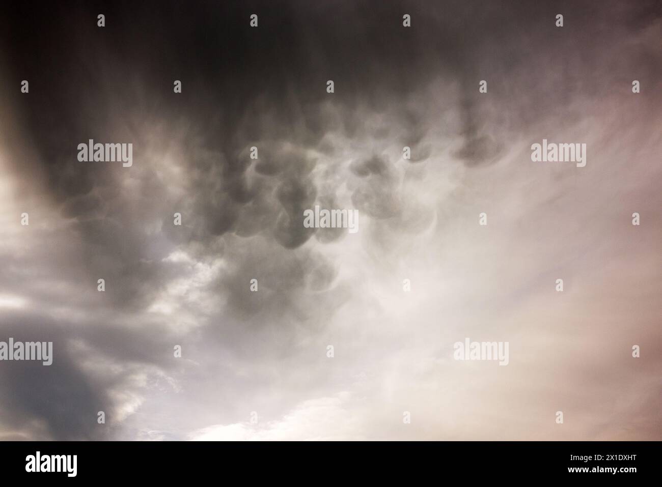 Mammatus clouds, cotton wool clouds that form at the base of ...