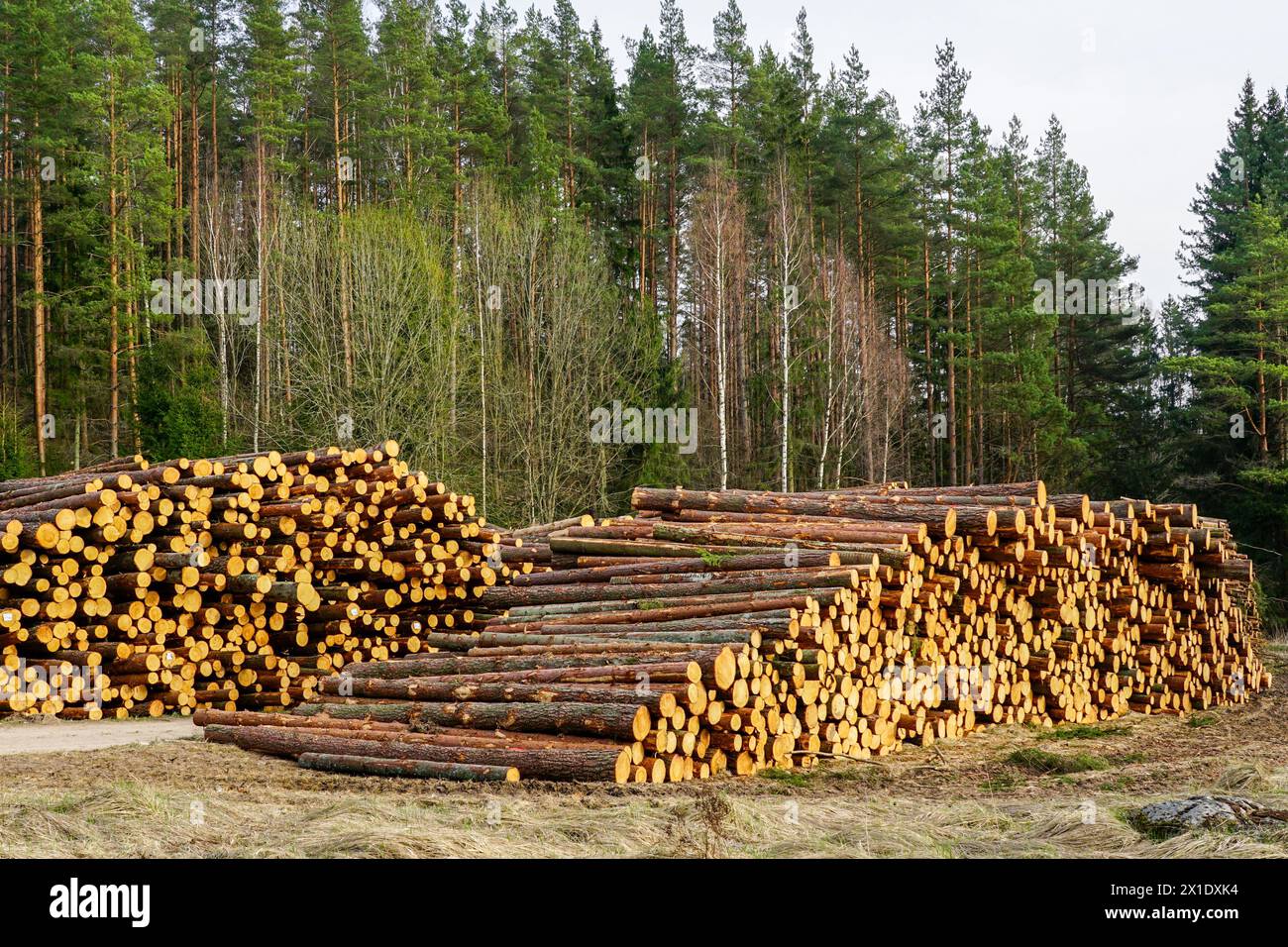 Large piles of pine logs at the edge of the forest prepared for ...