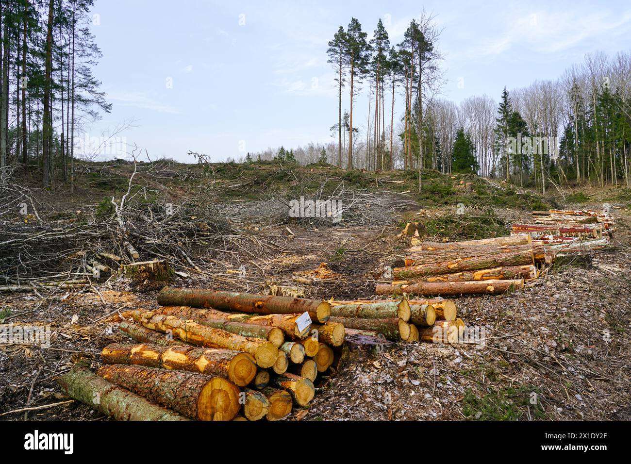 Felled forest, clear cutting, deforestation that damages the natural ...