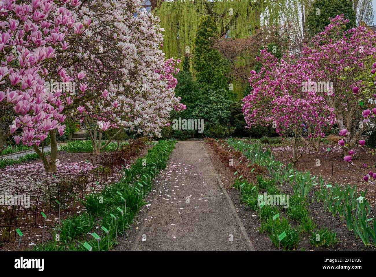 Botanical gardens in the spring Wroclaw Lower Silesia Poland blooming ...