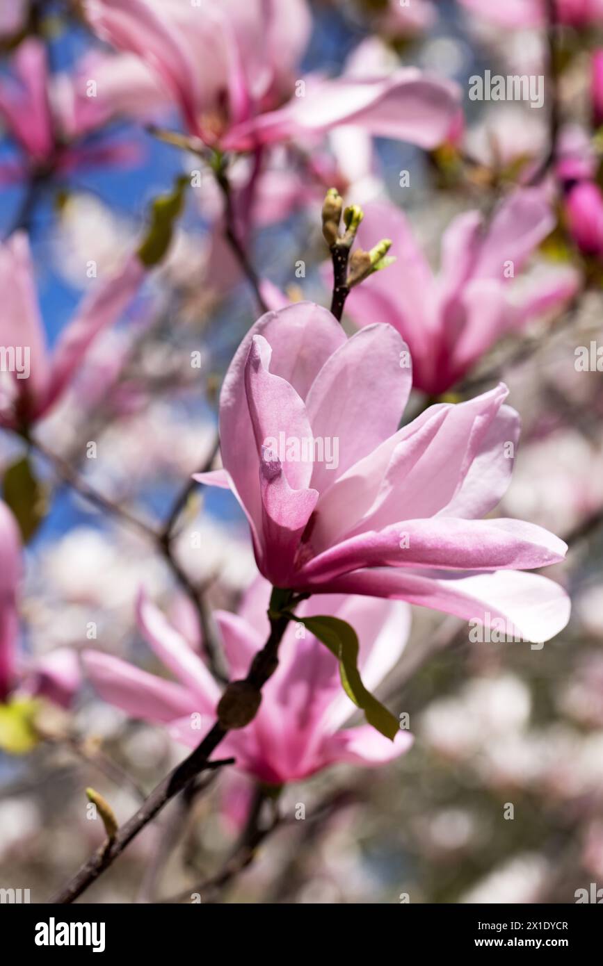 Beautiful giant pink magnolia hi-res stock photography and images - Alamy