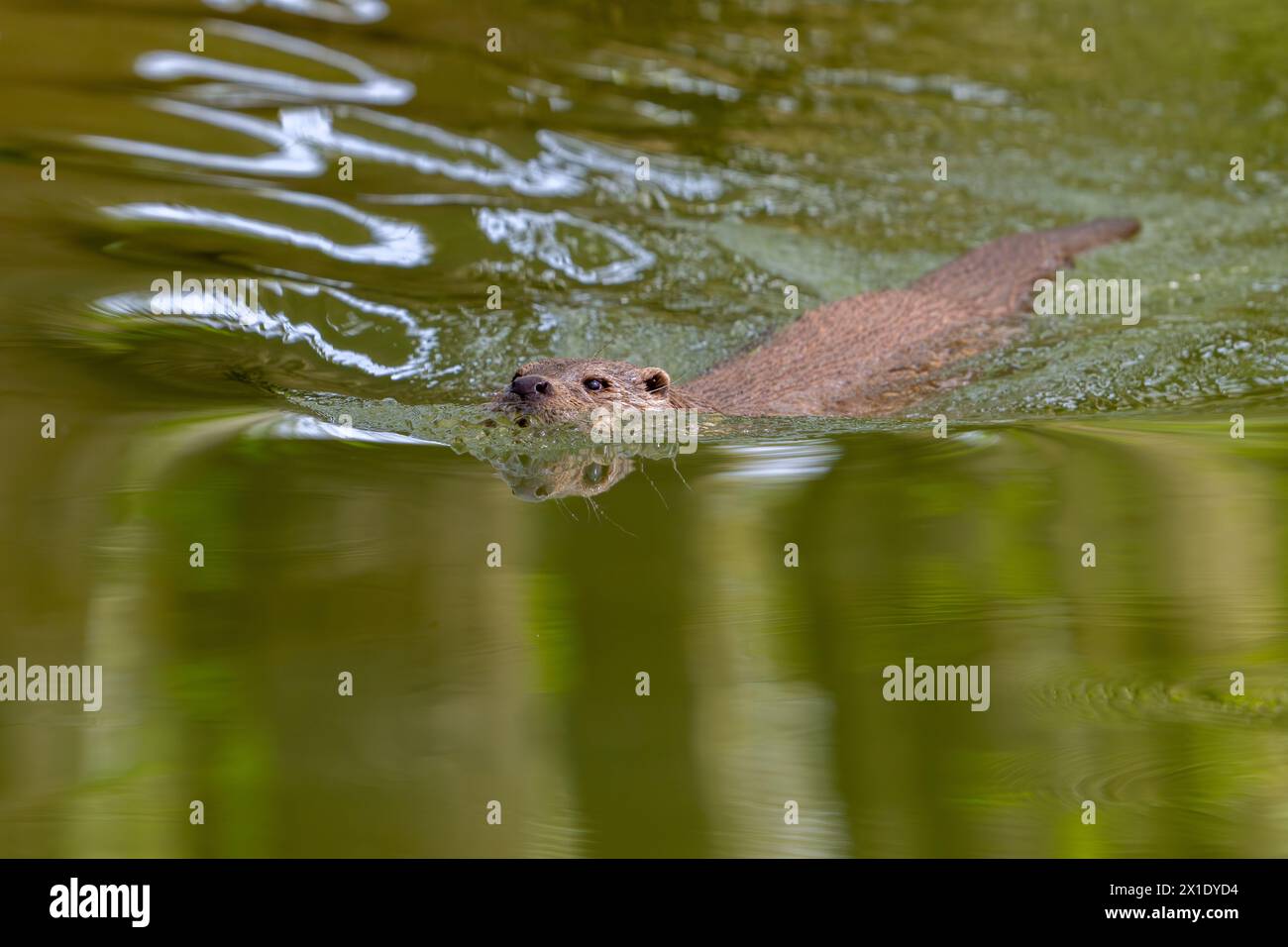 European river otter (Lutra lutra) swimming in stream Stock Photo - Alamy