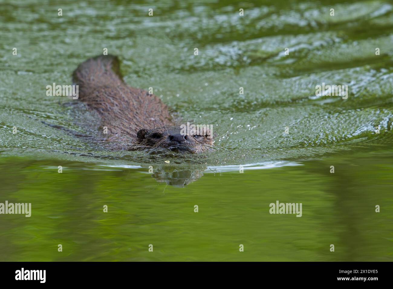 Eurasian otter / European river otter (Lutra lutra) swimming in pond ...