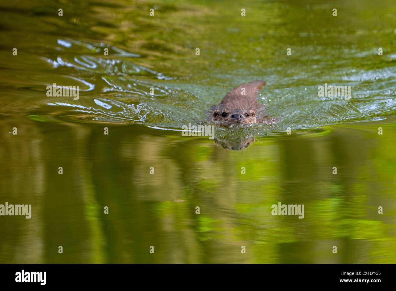 Eurasian otter / European river otter (Lutra lutra) swimming in pond ...