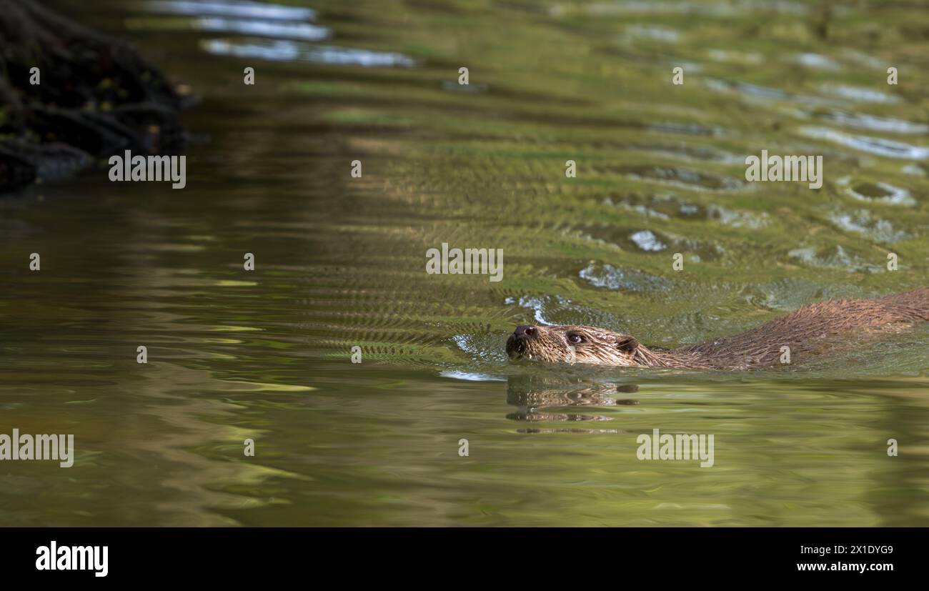 Eurasian otter / European river otter (Lutra lutra) swimming in pond ...