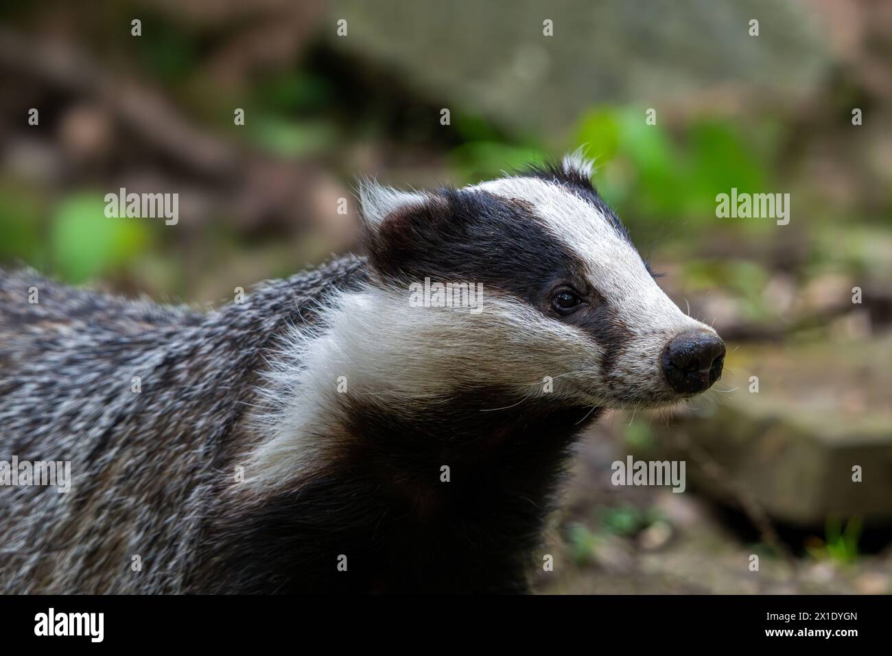 European badger / Eurasian badger (Meles meles) close-up of female ...