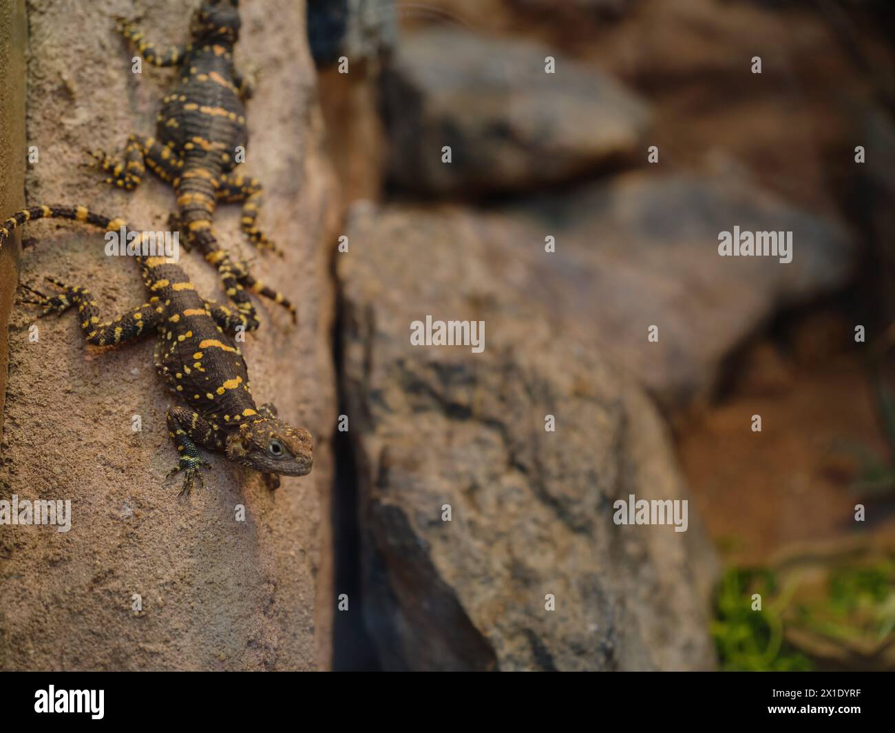 lizard at the zoo in its terrarium, walk in Frankfurt Zoological garden ...