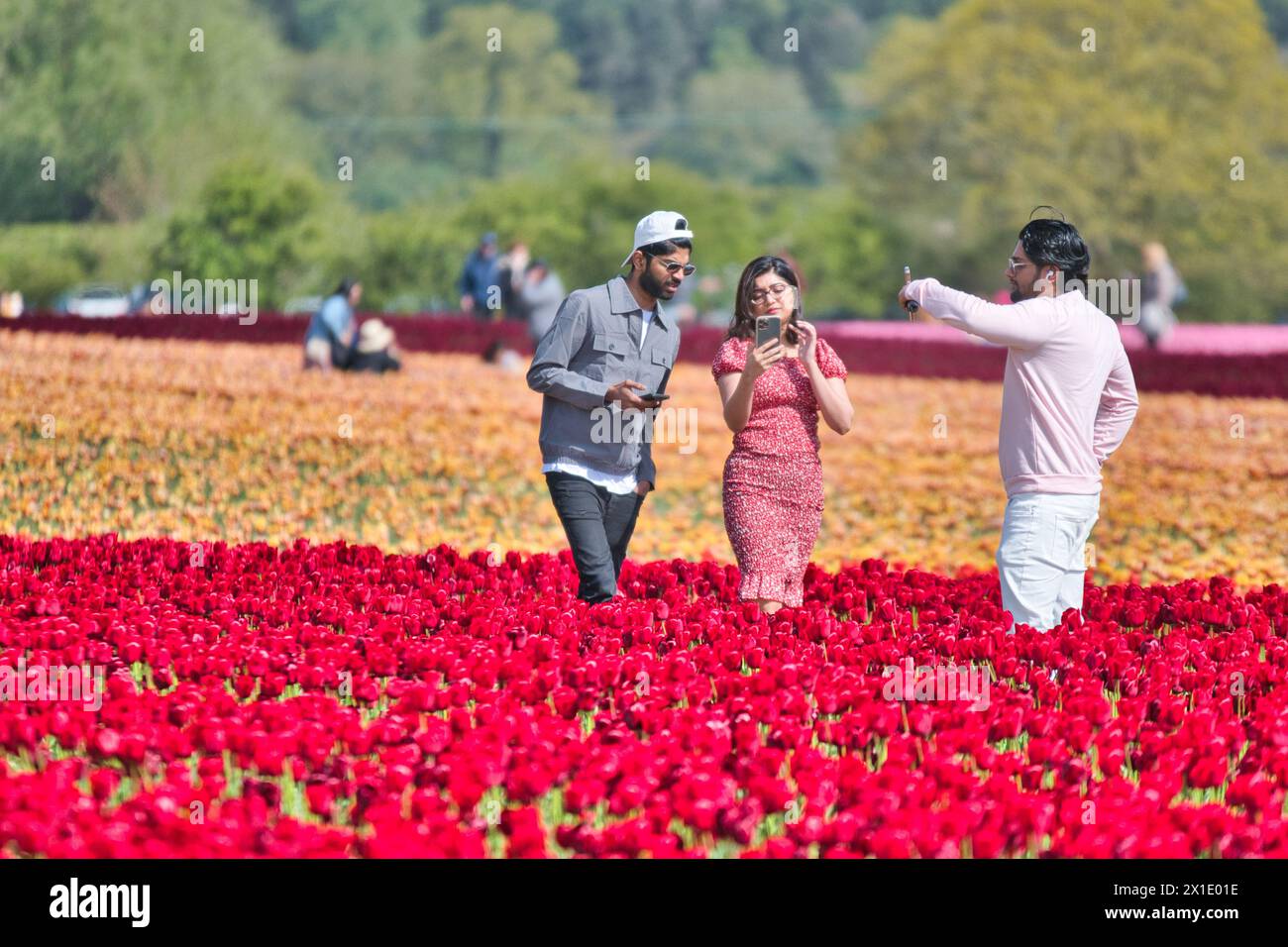 Tulips for Tapping, Tulip Festival in Norfolk April Stock Photo - Alamy