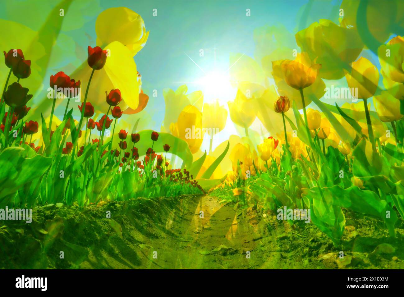 Tulips for Tapping, Tulip Festival Norfolk, April Stock Photo - Alamy