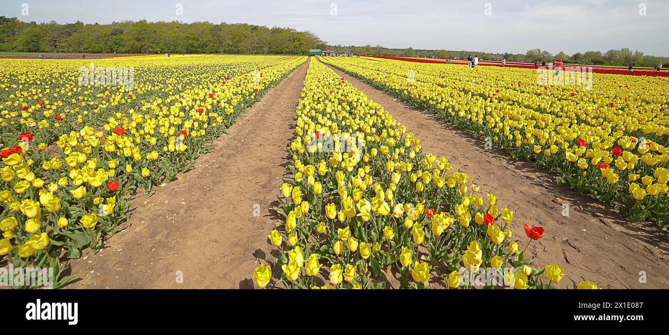 Tulip Field in Norfolk Stock Photo - Alamy