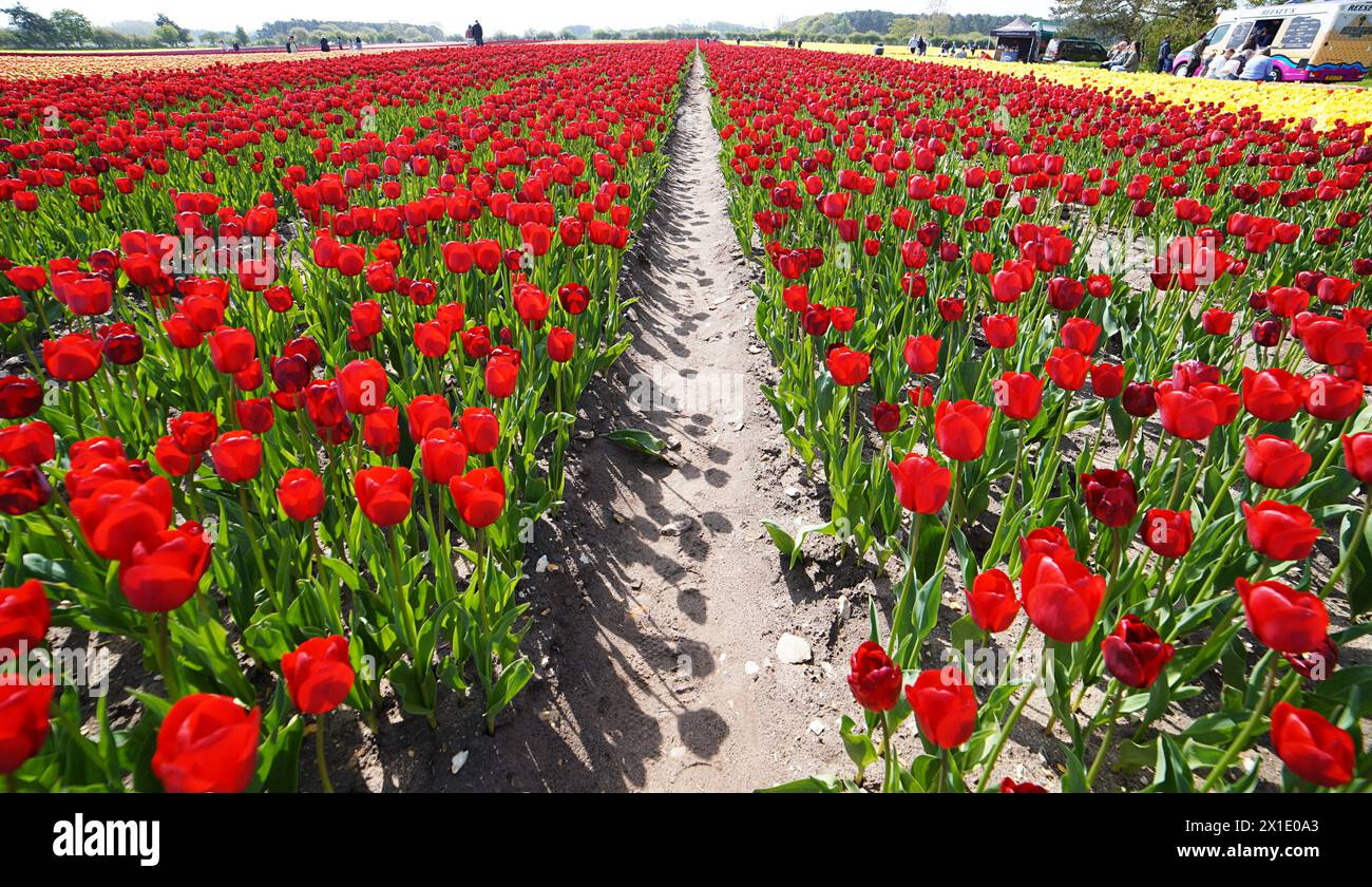 Tulip Field in Norfolk Stock Photo - Alamy