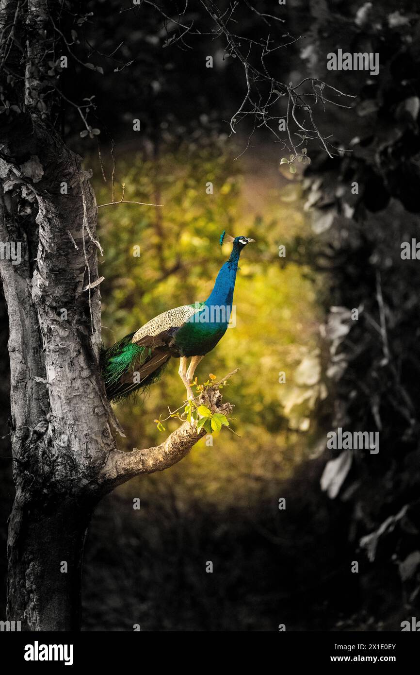 Indian peafowl (Pavo cristatus), also known as the common peafowl, and ...