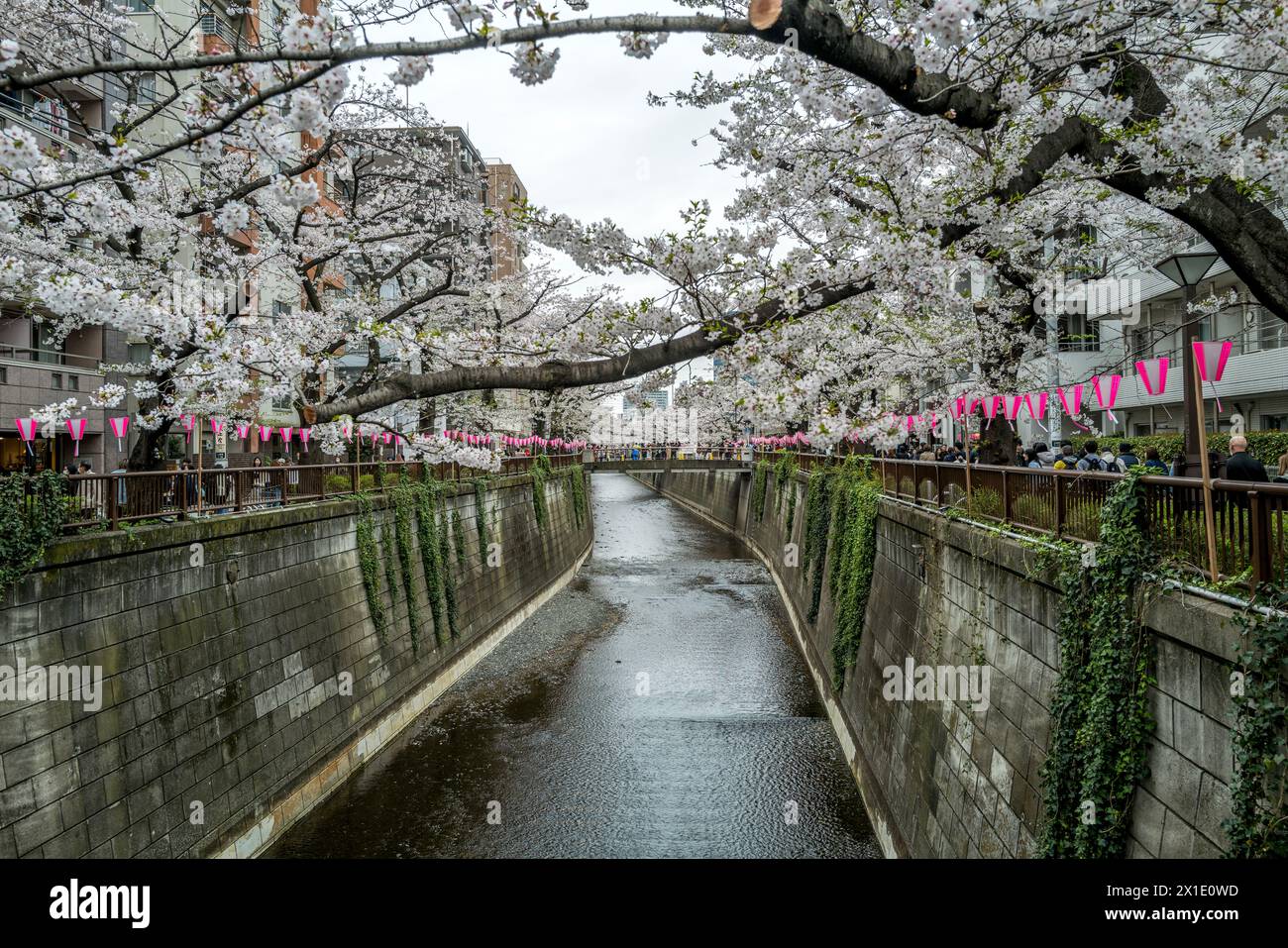Cherry blossom (Sakura) season on the Meguro River in Meguro, Tokyo, Japan Stock Photo - Alamy