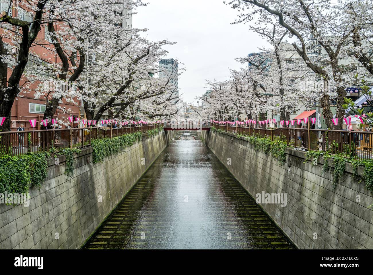 Cherry blossom (Sakura) season on the Meguro River in Meguro, Tokyo, Japan Stock Photo - Alamy