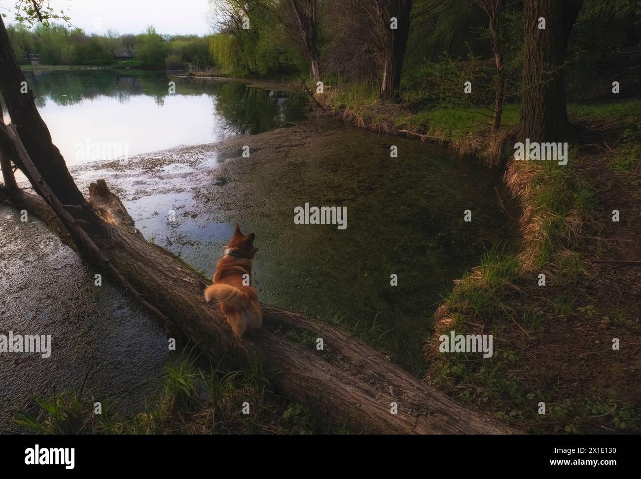 Corgi dog stands on a tree branch overlooking a lake in a natural ...