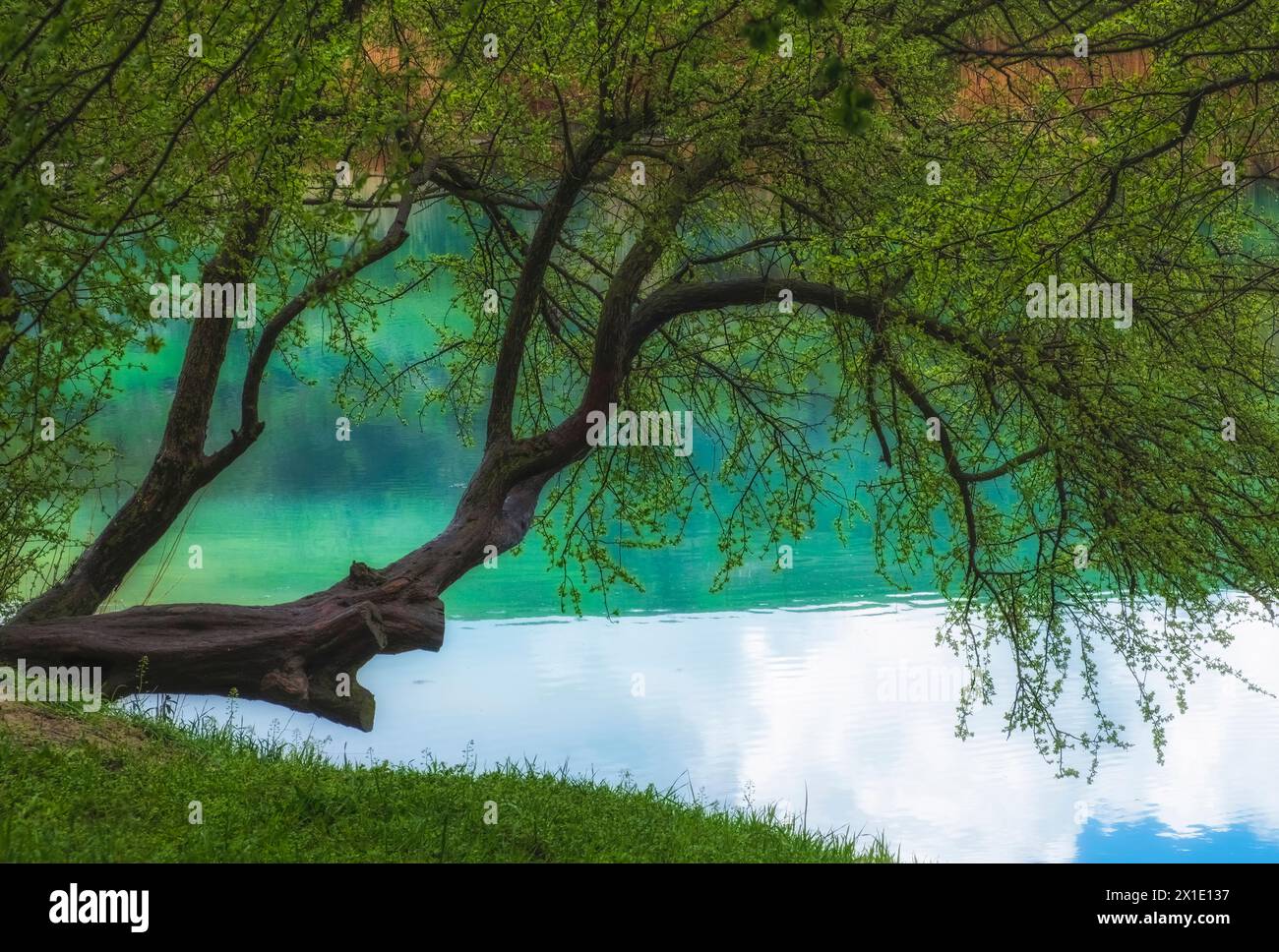 A tree branch is extending over a body of water, creating a picturesque ...